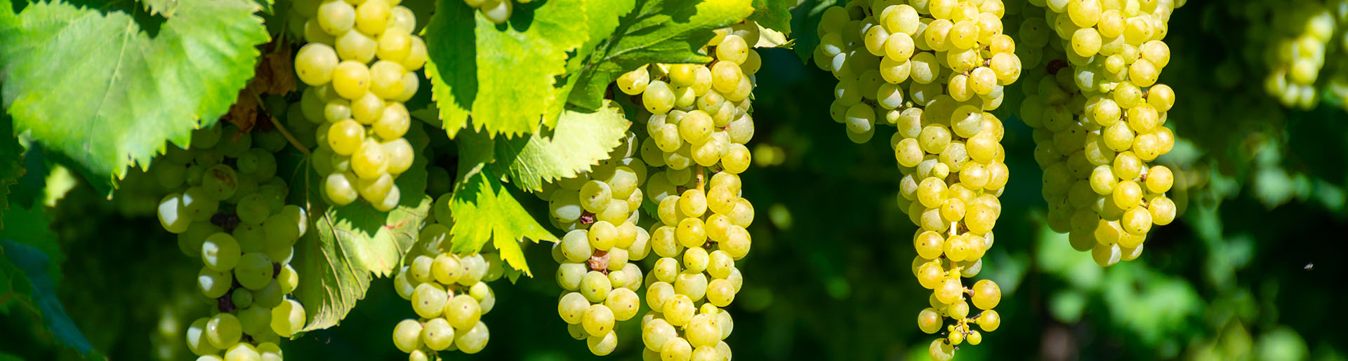 Grillo | La Boutique Du Vin