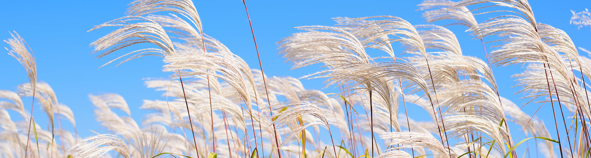 Mistral | La Boutique Du Vin