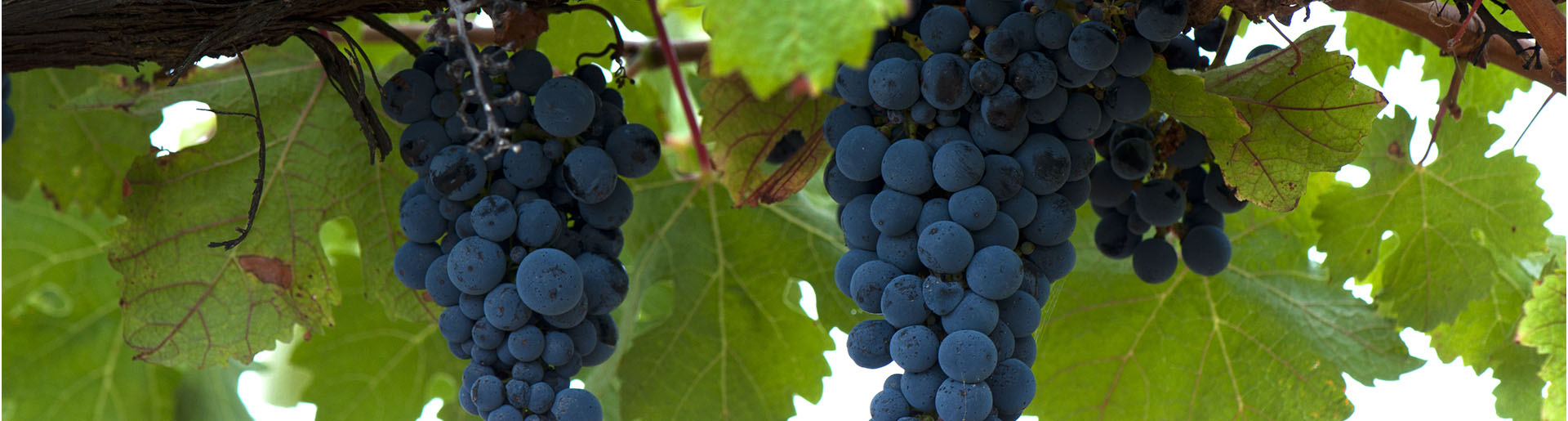 Ampelography | La Boutique Du Vin